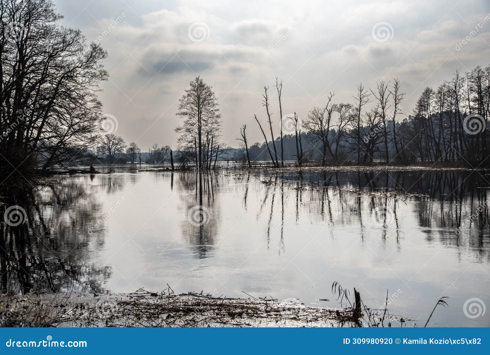 Flooded Forests and Fields, Flooding in the Natural Landscape Stock ...