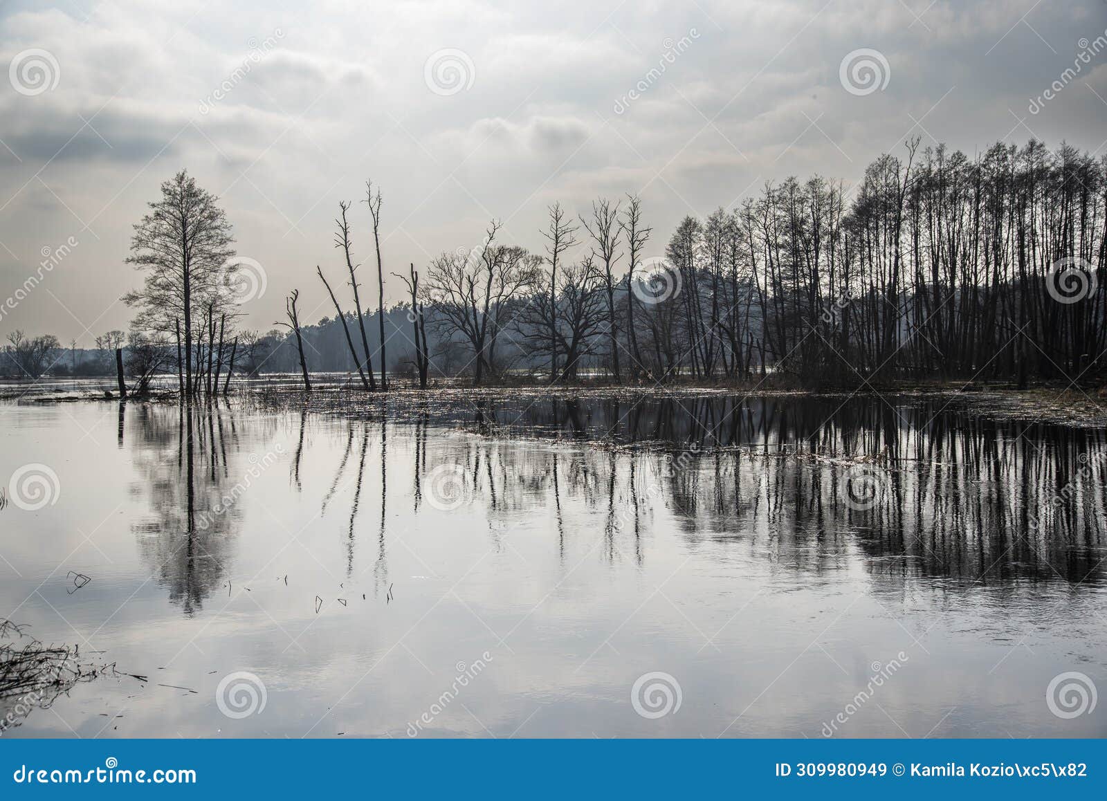 Flooded Forests and Fields, Flooding in the Natural Landscape Stock ...