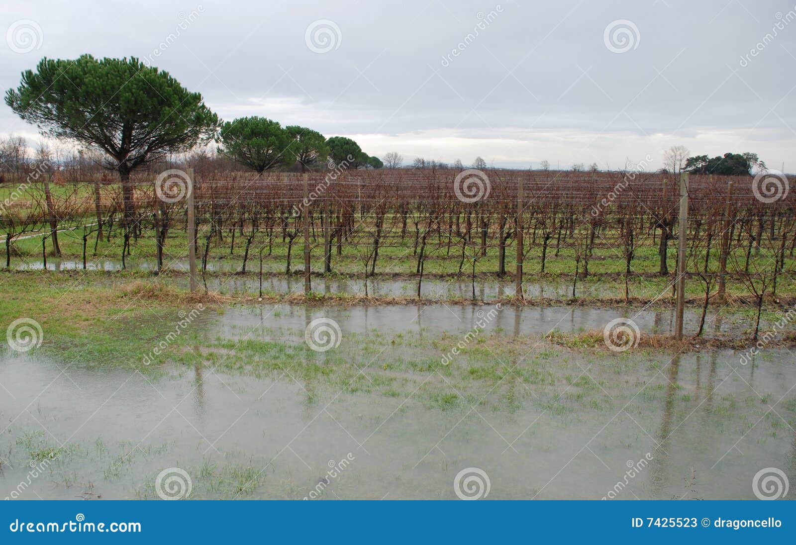 Flooded Grape Vines editorial stock photo. Image of damage - 7425523