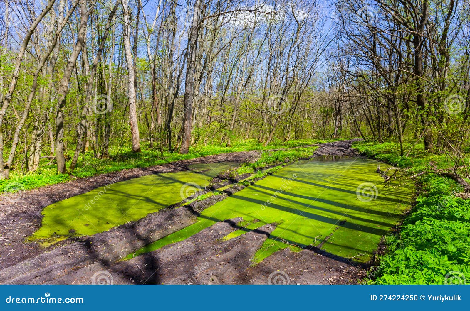 Flooded Ground Road in Spring Forest Stock Photo - Image of scene ...