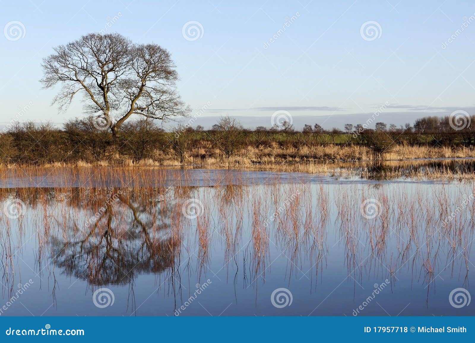 Flooded landscape stock photo. Image of flora, rural - 17957718
