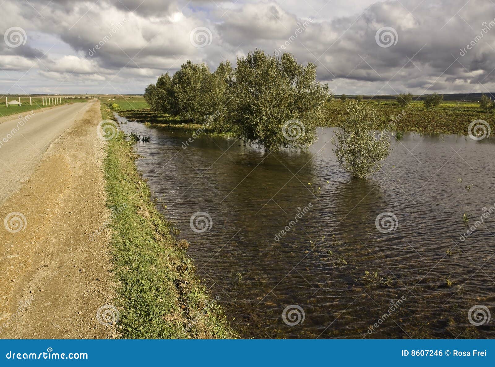 Flooded meadow with trees stock photo. Image of flood - 8607246