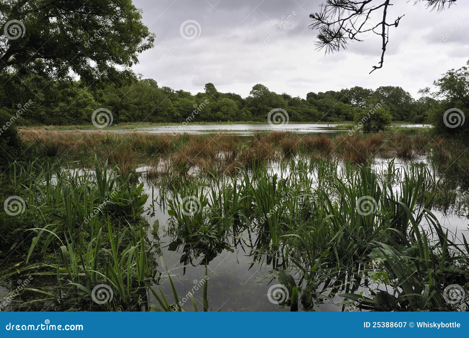 Flooded meadows stock image. Image of burren, grassland - 25388607