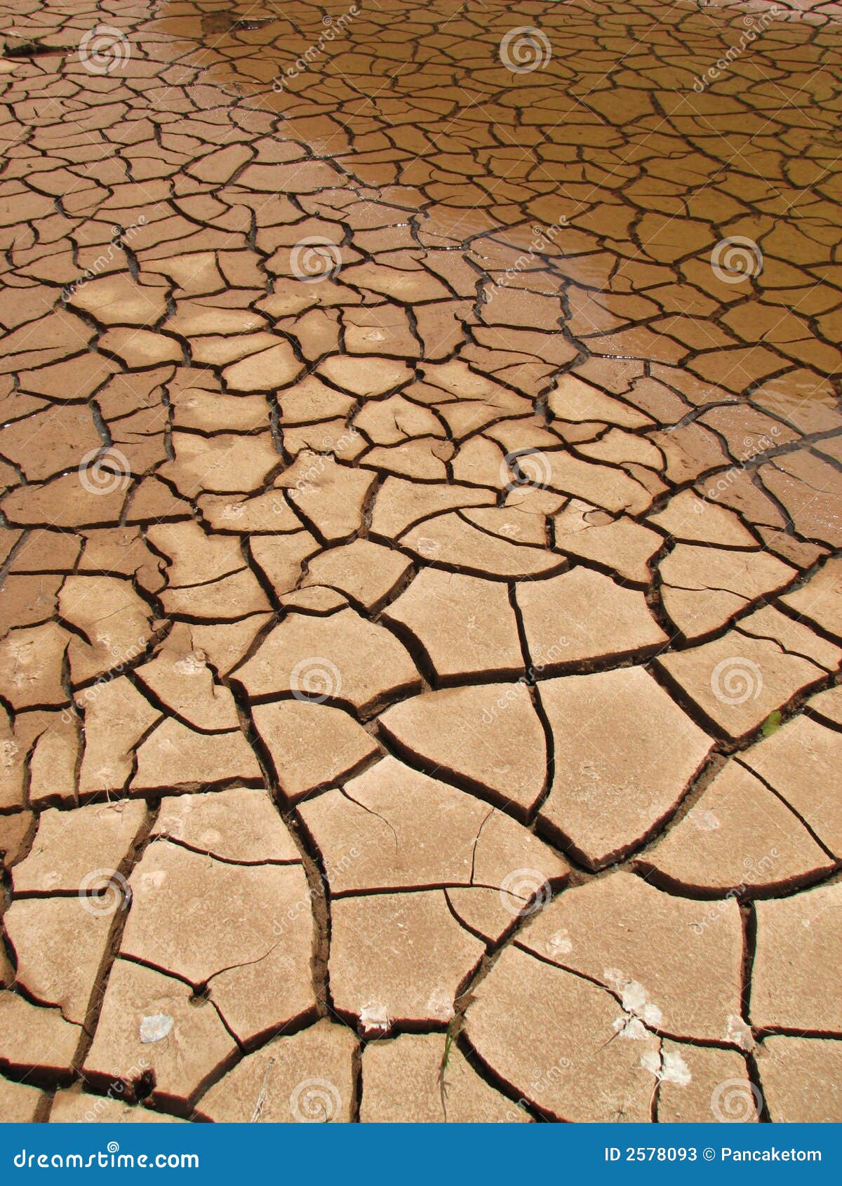 Flooded mud cracks stock image. Image of crack, dehydrated - 2578093