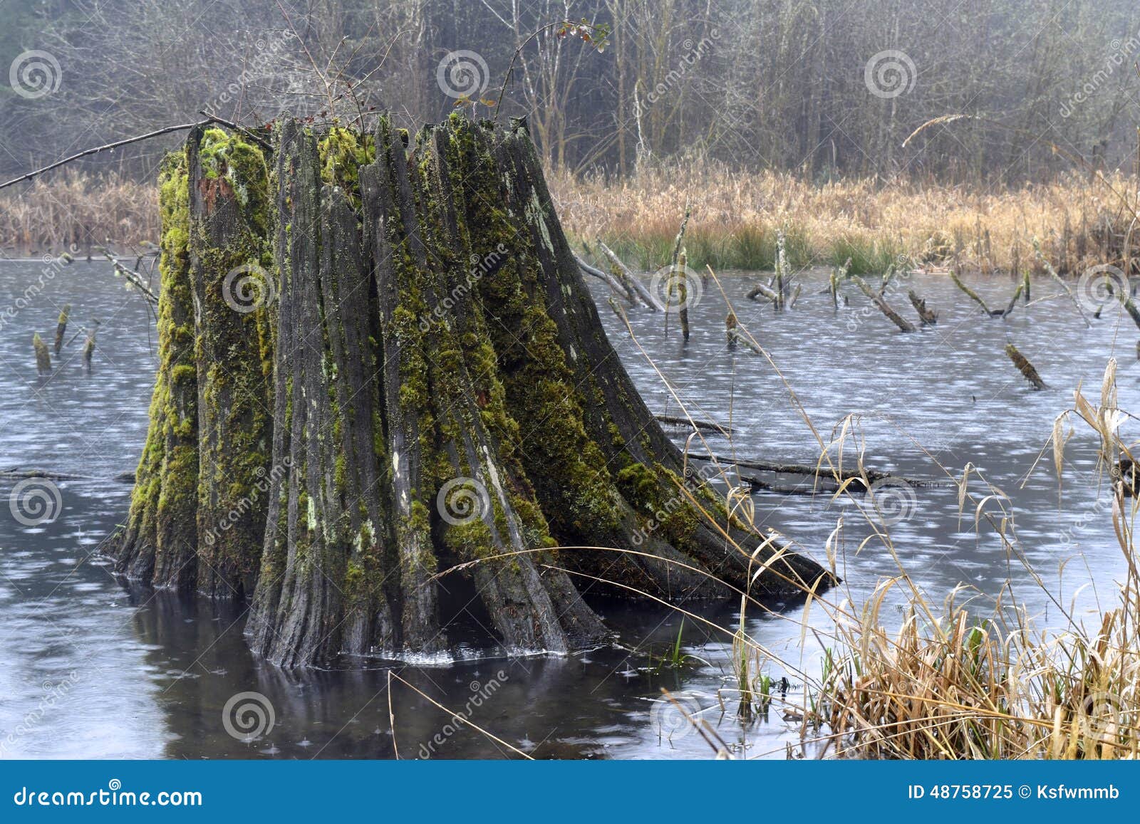 Flooded old tree stump stock image. Image of growth, logging - 48758725