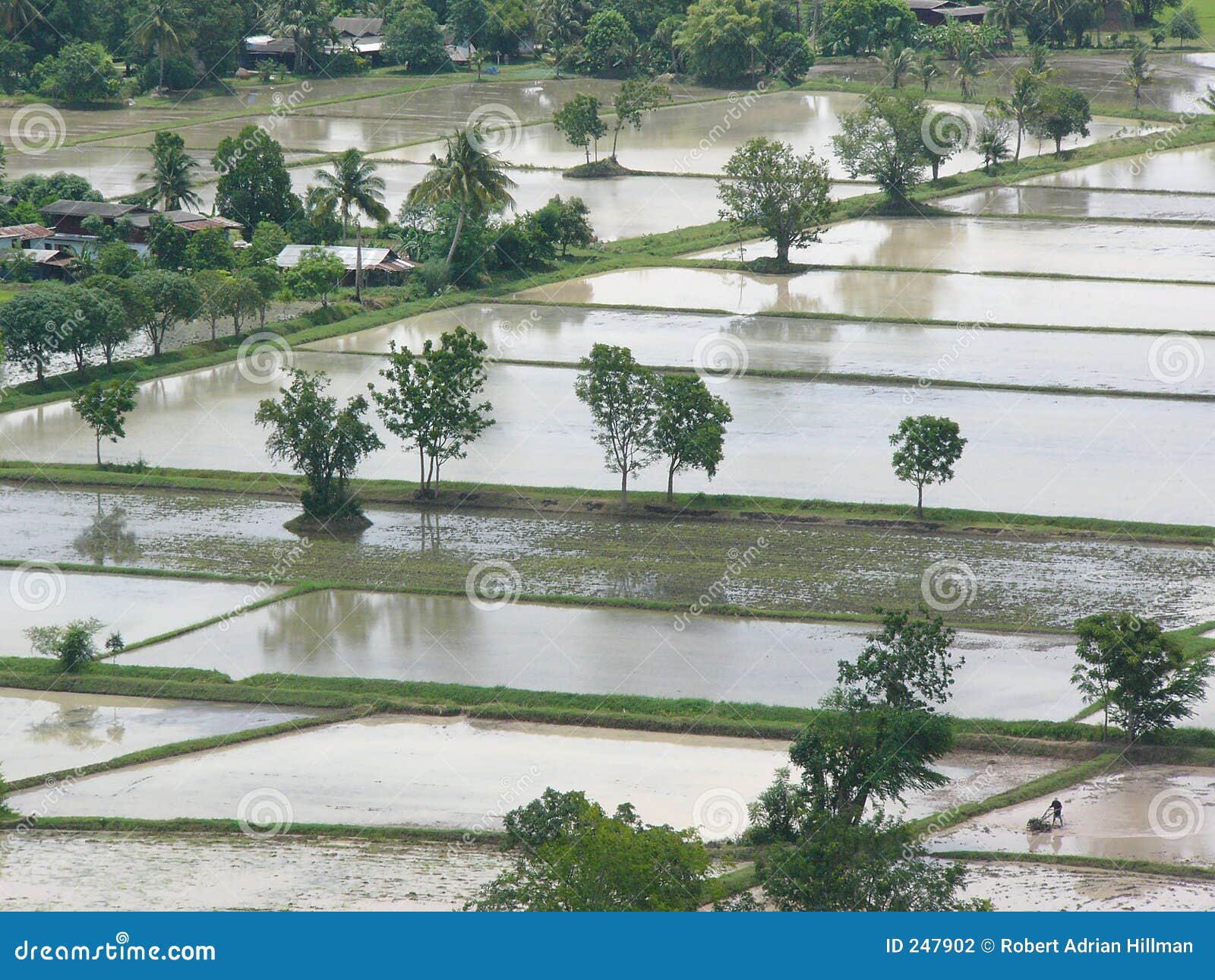 Flooded paddy fields stock photo. Image of agriculture - 247902