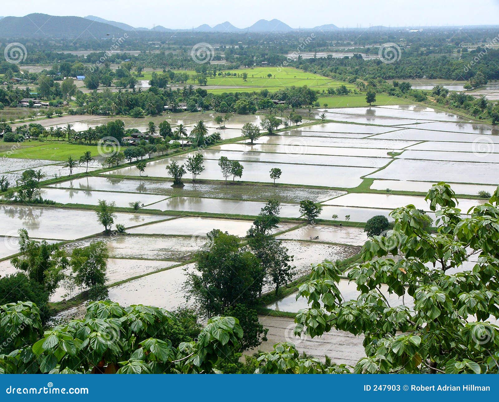 Flooded paddy fields stock image. Image of land, paddy - 247903