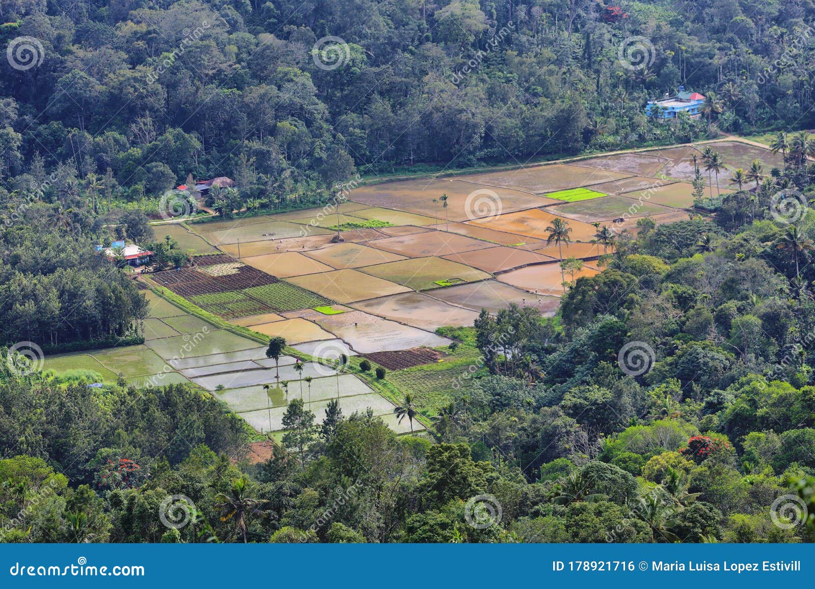 Flooded Paddy Fields at Munnar, Kerala, India Stock Photo - Image of ...