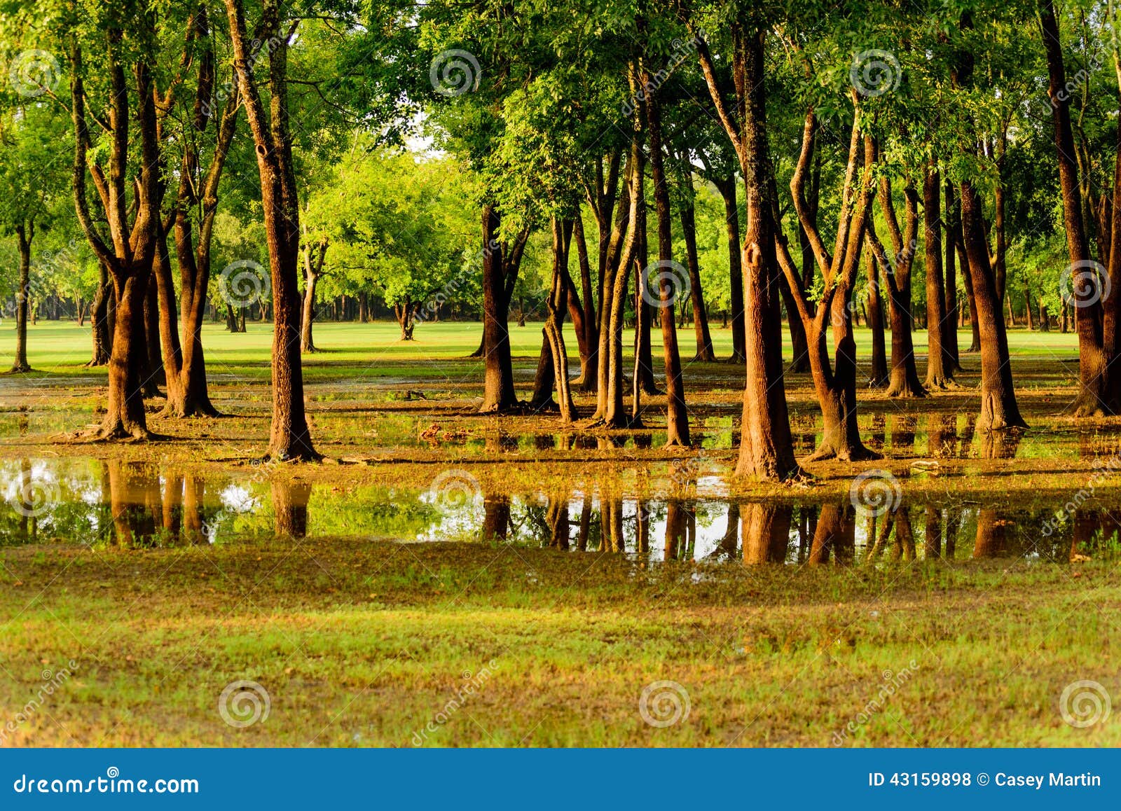 Ponding Standing Water On A Flat Roof After Heavy Rain Royalty-Free ...