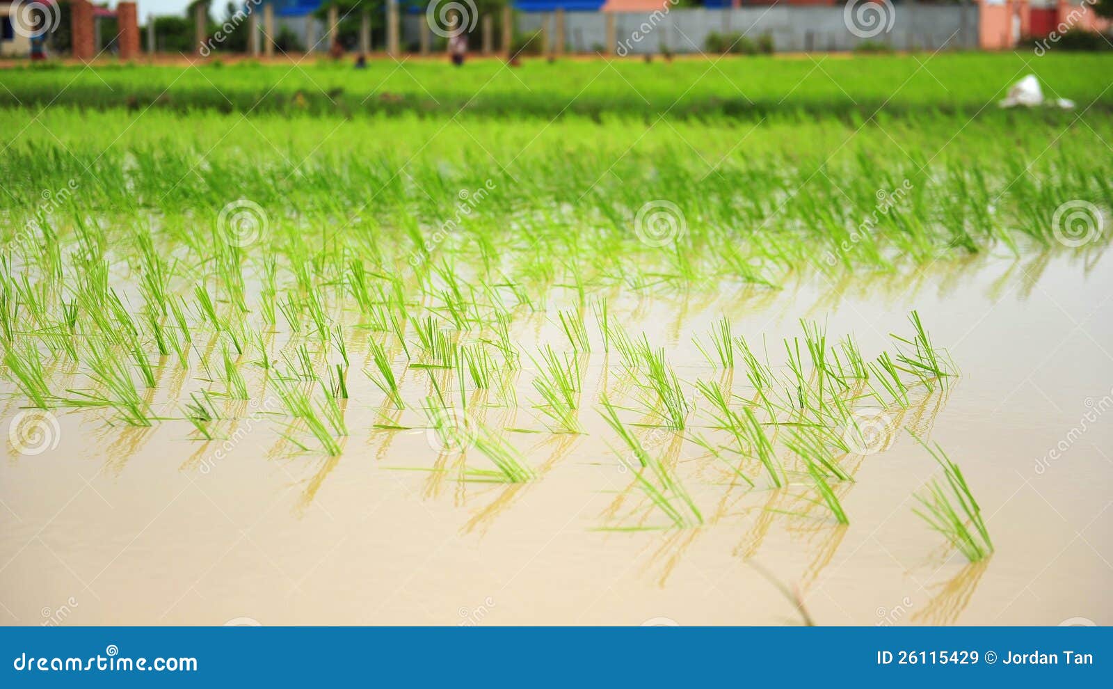 Flooded Rice Field in Cambodia Stock Image - Image of crop, agriculture ...