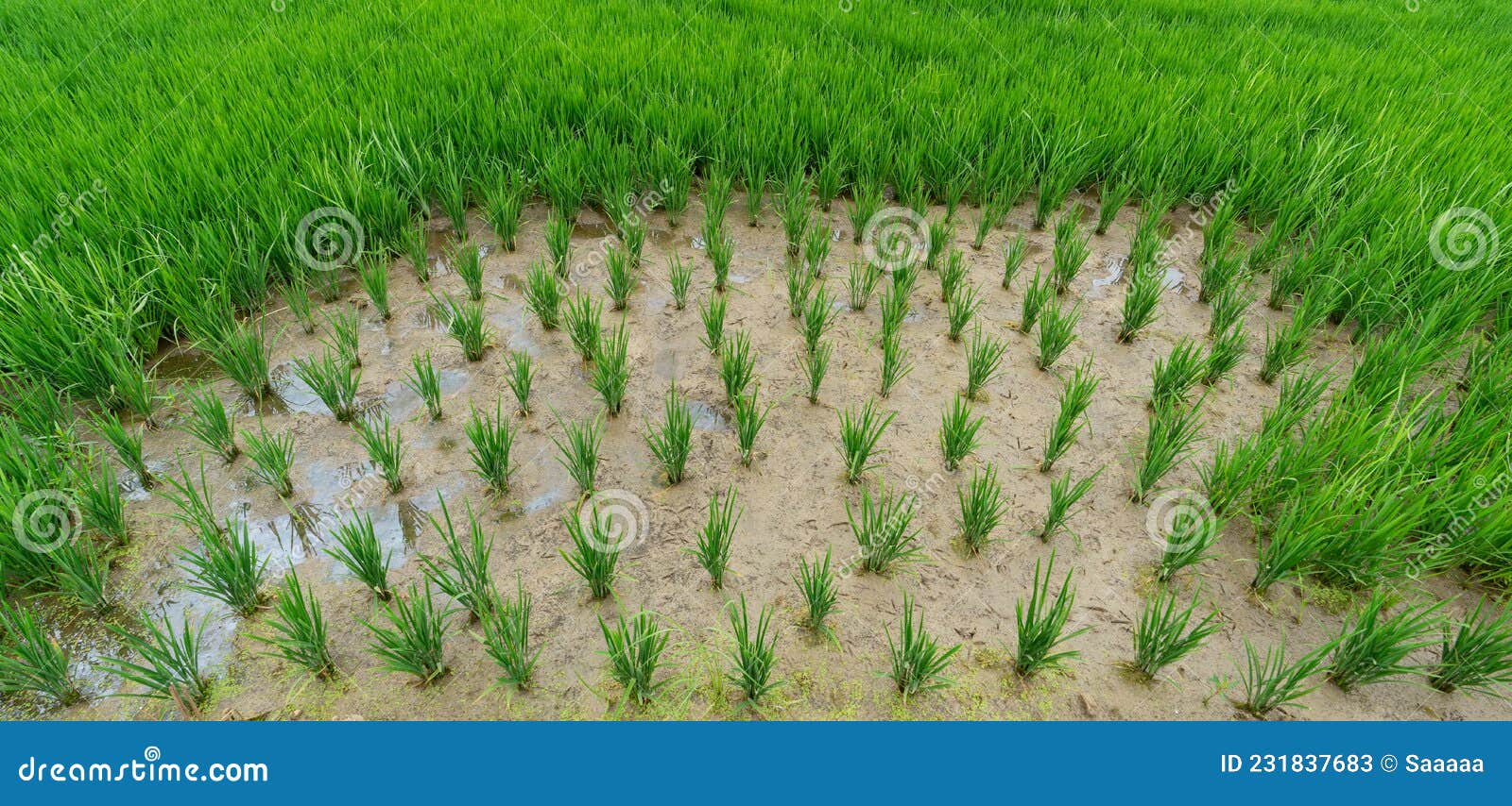 Flooded Rice Field Wide Angle Top View Stock Image - Image of bundle ...