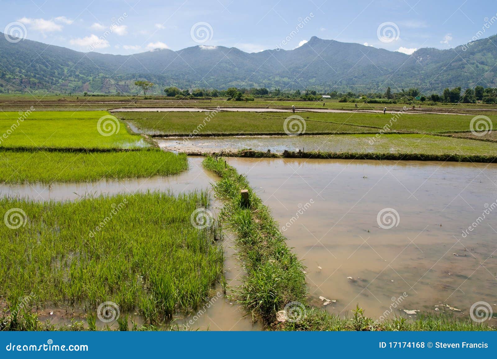 Flooded Rice Paddy stock photo. Image of growth, muddy - 17174168