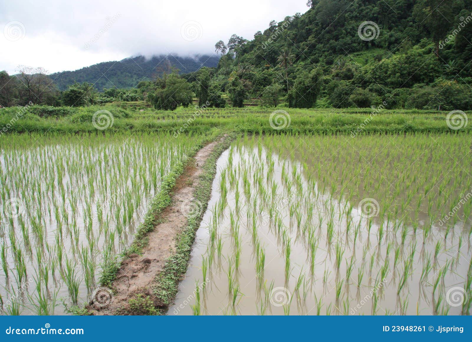 Flooded Rice paddy stock image. Image of east, asian - 23948261