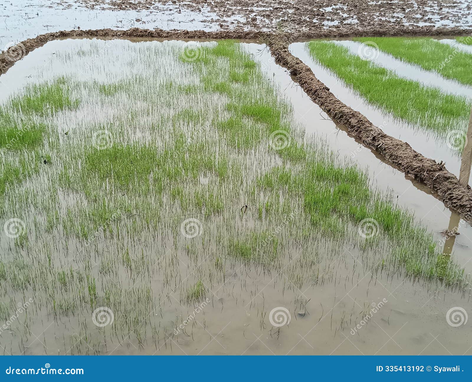 Flooded Rice Paddy Field with Rows of Young Rice Plants Stock Photo ...