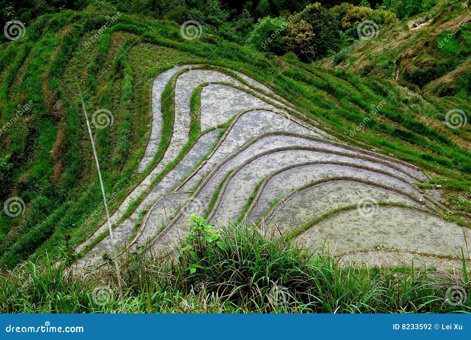 Flooded rice paddy fields stock photo. Image of fields - 8233592