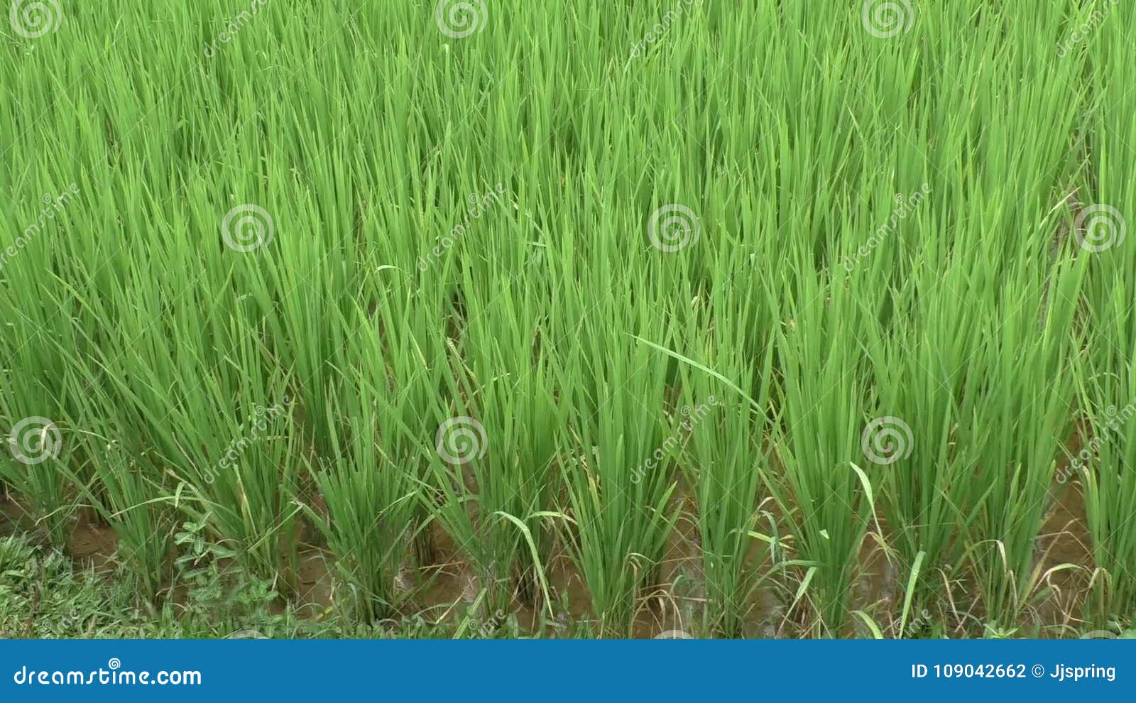 Flooded Rice paddy stock footage. Video of gather, food - 109042662