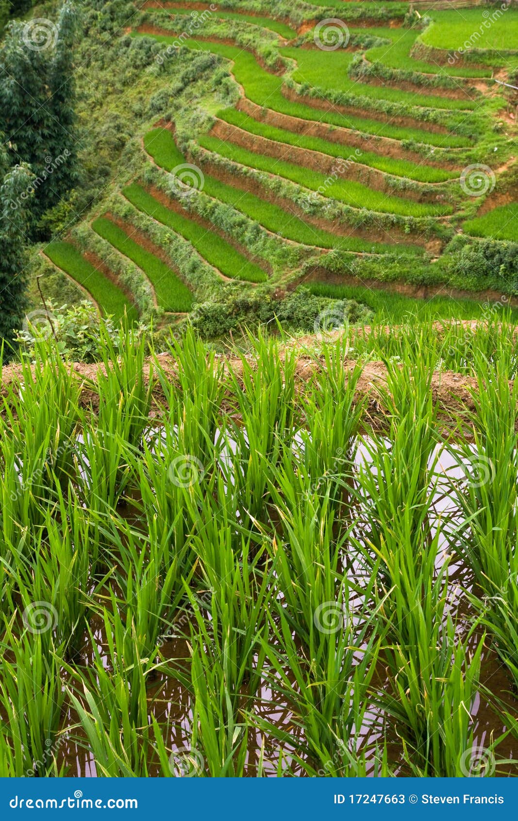 Flooded Rice Paddy Terraces Stock Image - Image of growth, nature: 17247663