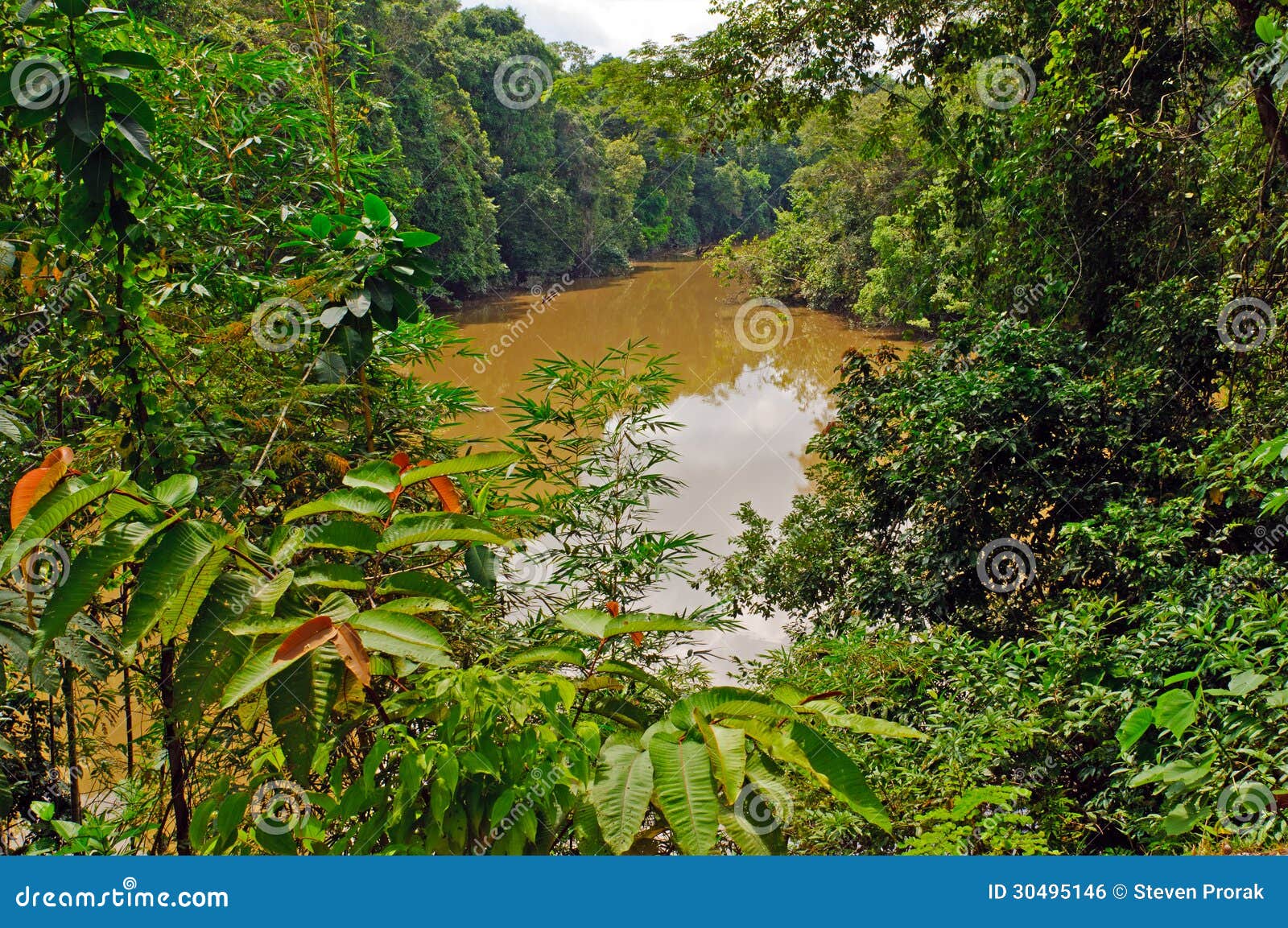 Flooded River during High Water in the Amazon Stock Photo - Image of ...