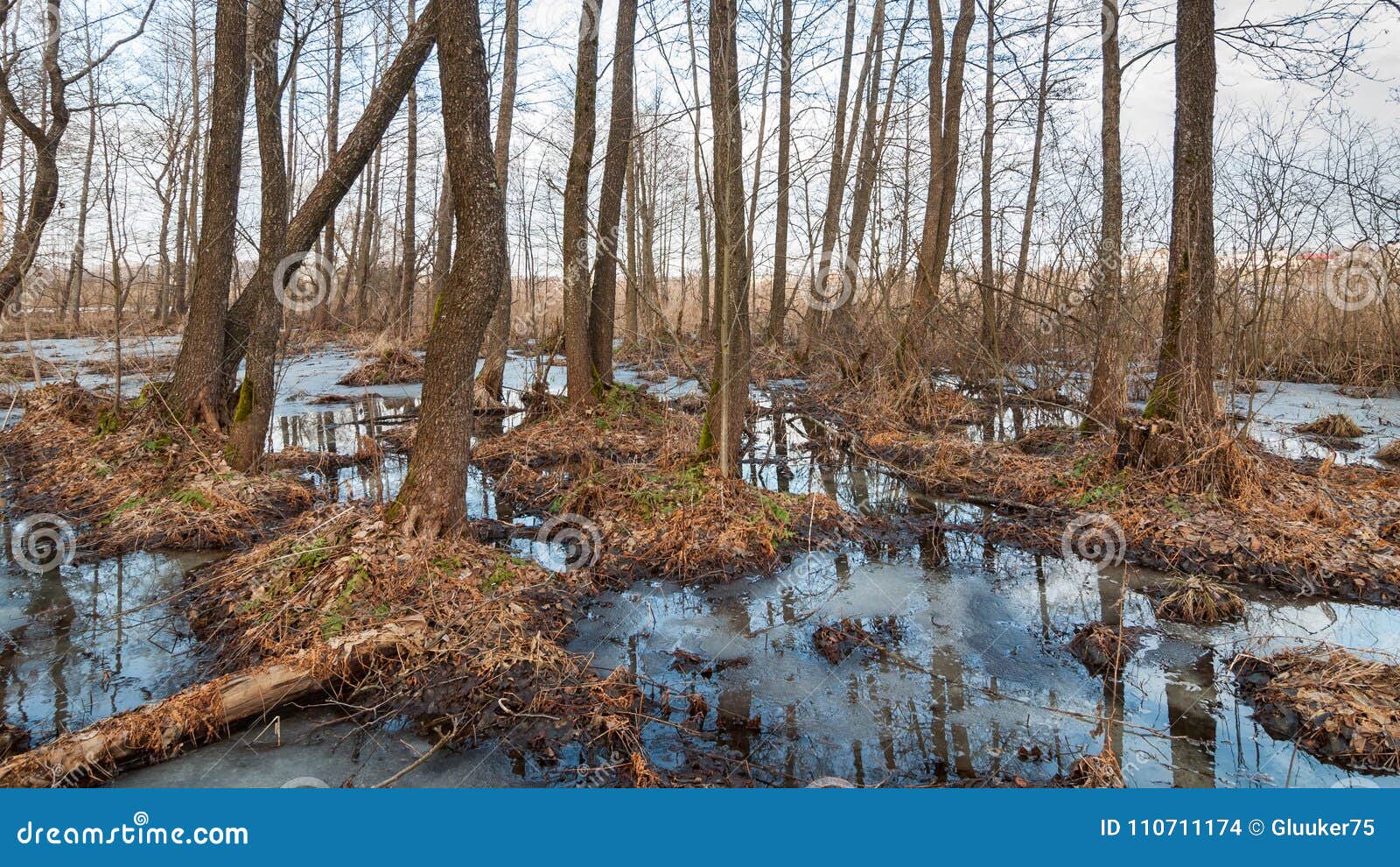 Flooded spring forest stock photo. Image of early, february - 110711174