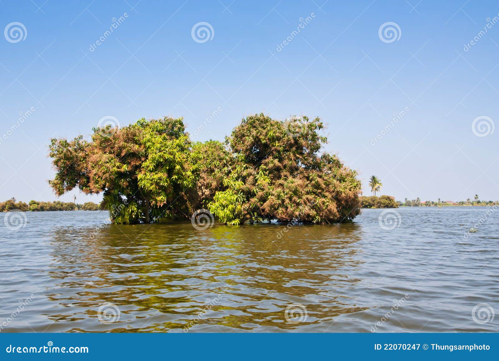 Flooded tree stock image. Image of landscape, beauty - 22070247