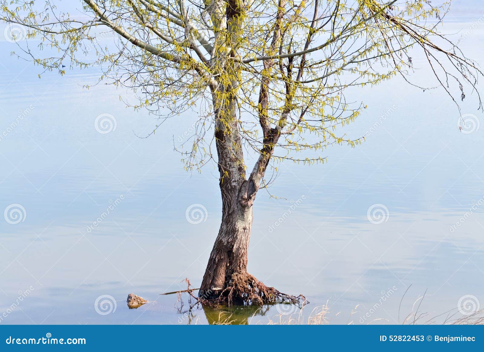 Flooded tree stock image. Image of deluge, lake, branches - 52822453
