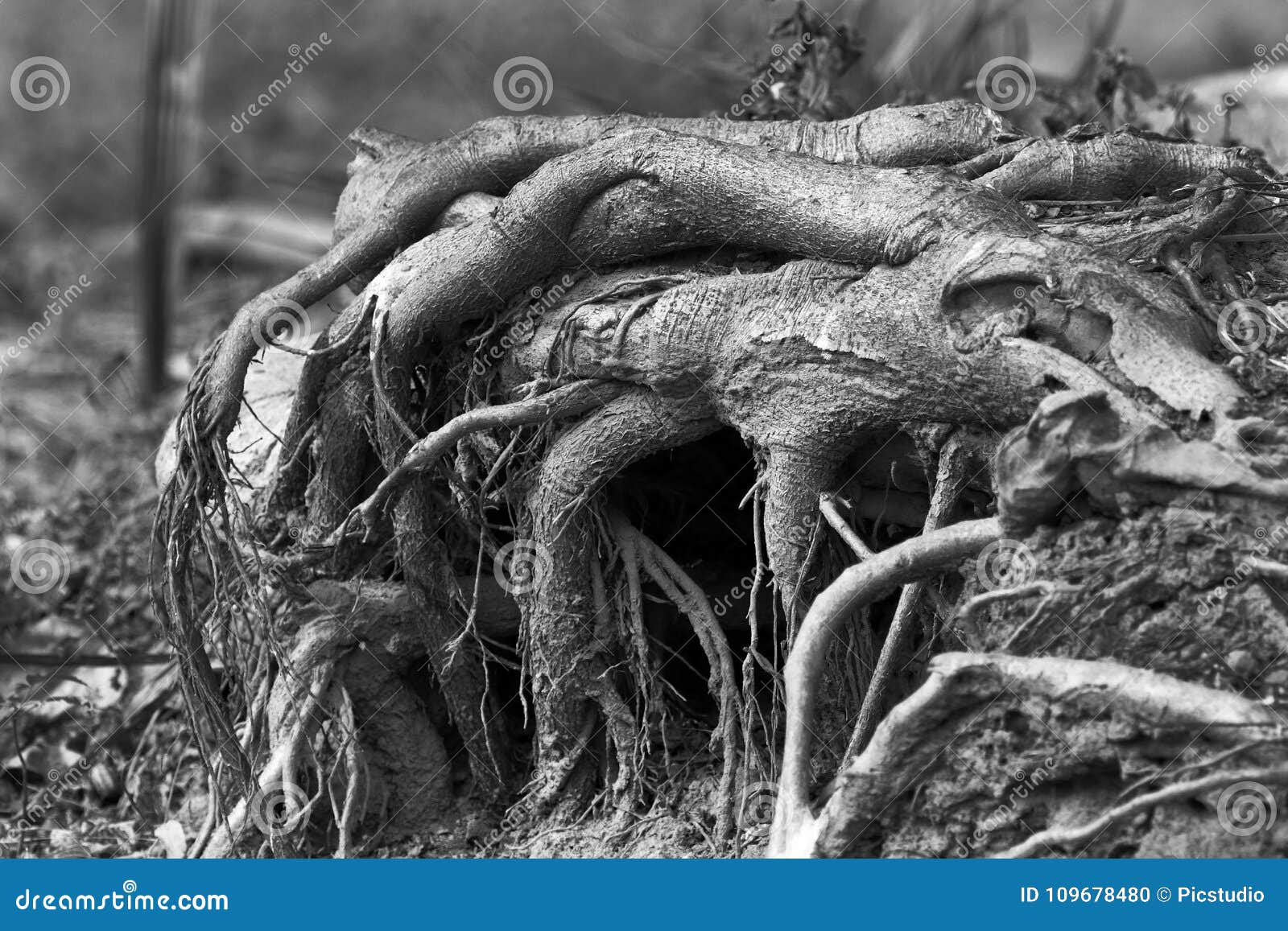 Flooded tree roots stock photo. Image of white, erosion - 109678480