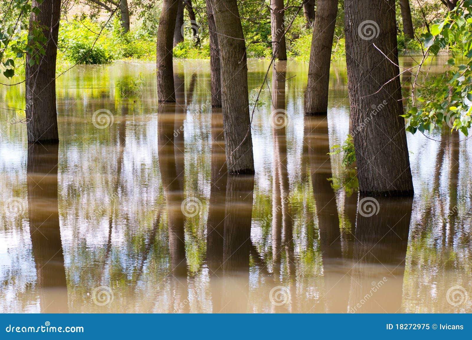 Flooded trees stock image. Image of travel, ecology, beautiful - 18272975