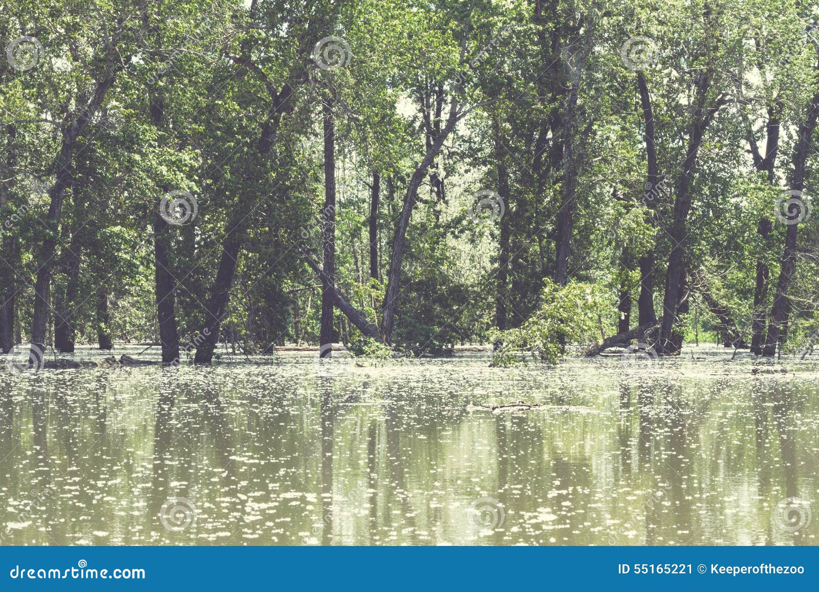 Flooded Trees. stock image. Image of overcast, forest - 55165221