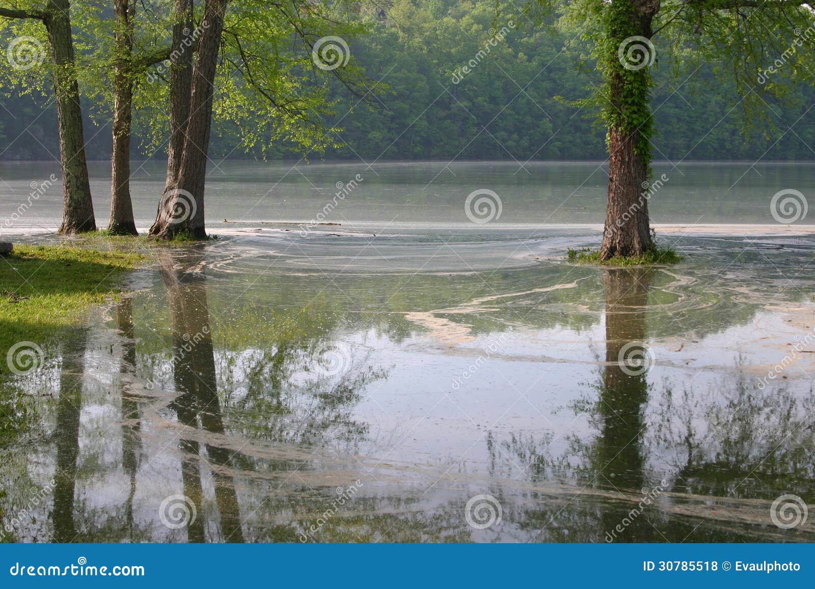 Flooded Trees stock photo. Image of sediment, river, ripple - 30785518