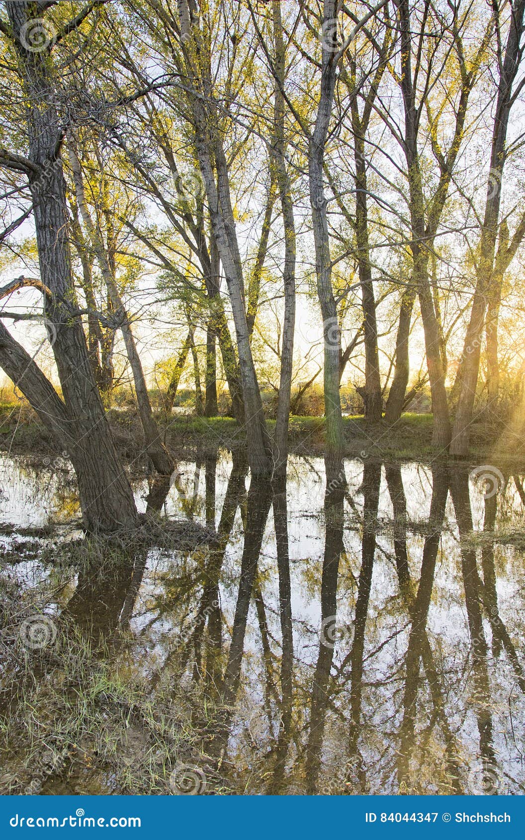 Flooded Trees during the Spring Snow Melt Flood Stock Image - Image of ...