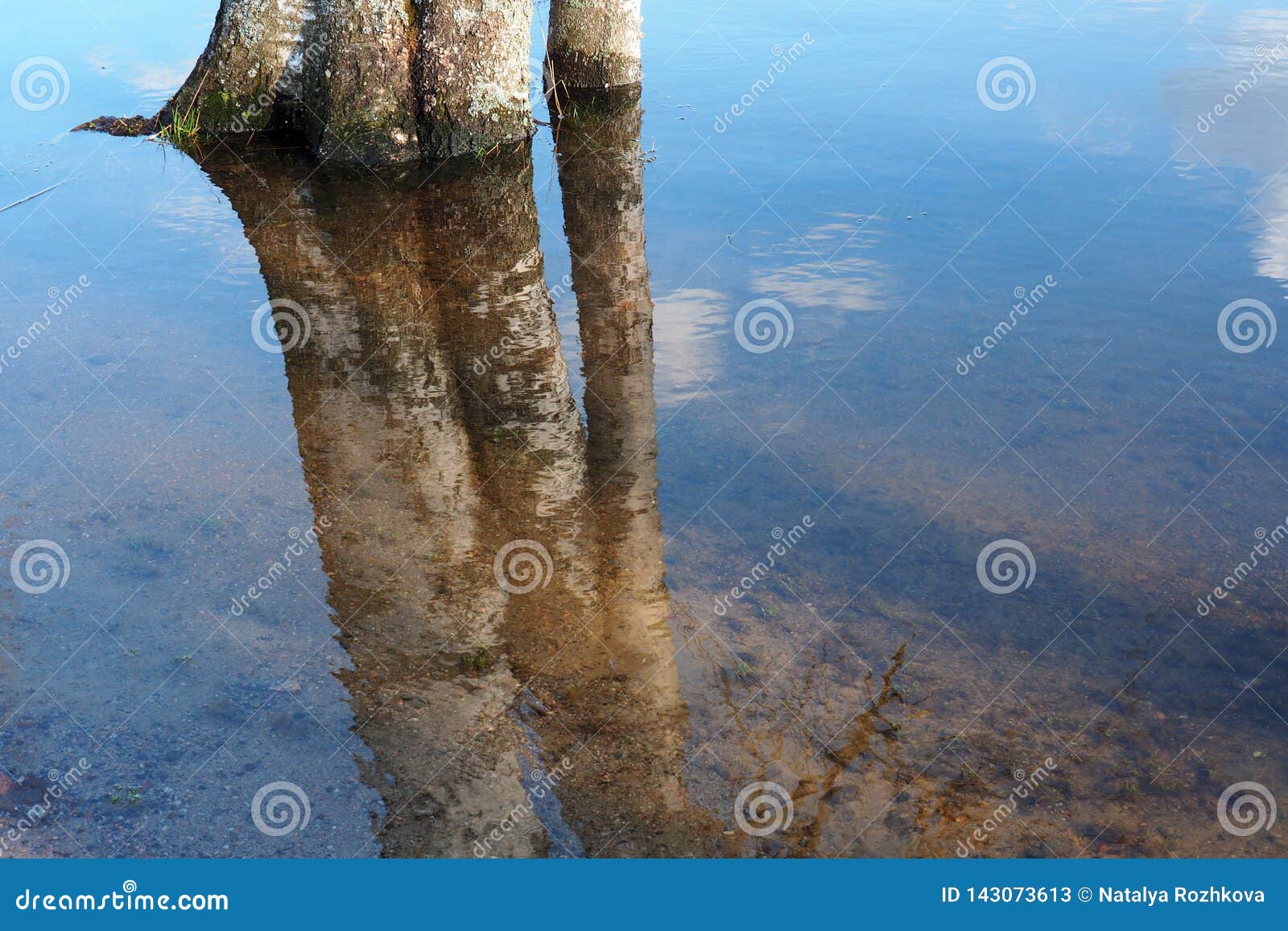 Flooded trees in the water stock image. Image of dawn - 143073613