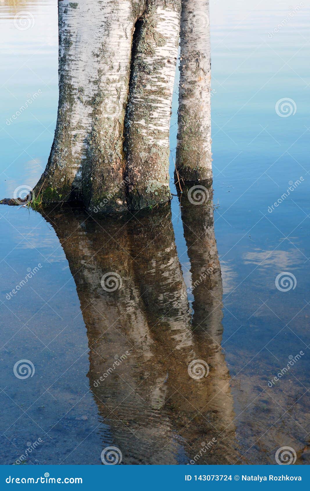 Flooded trees in the water stock photo. Image of clouds - 143073724
