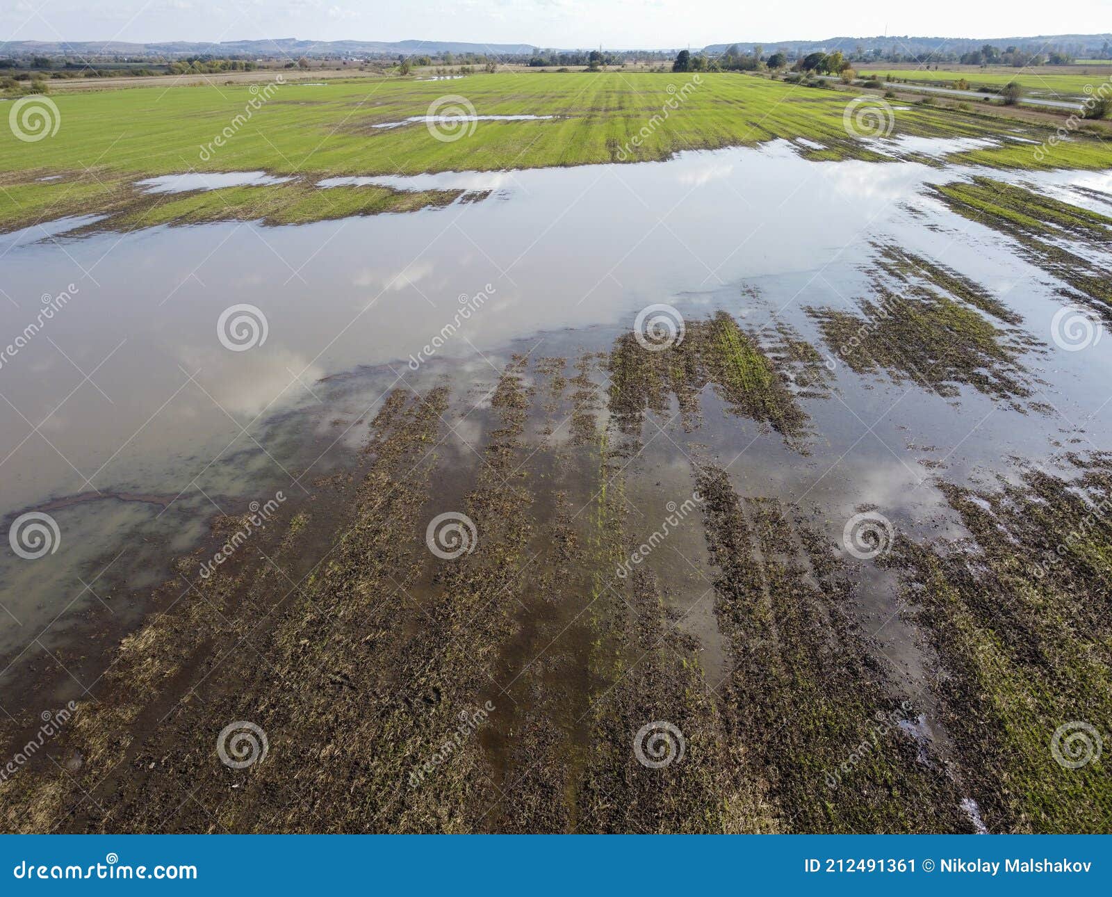 Flooded Wheat after a Downpour. Destruction of Farm Crops Stock Image ...