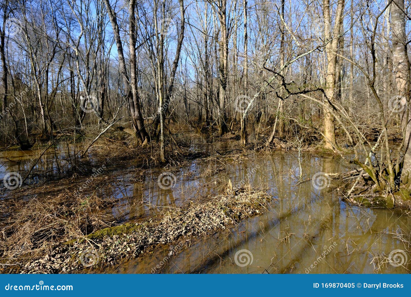 Flooded Woods in Winter stock image. Image of environment - 169870405