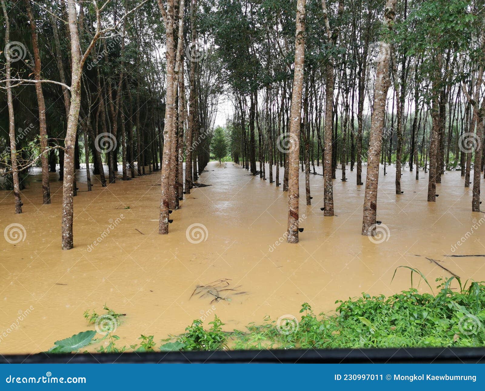 Flooding Disaster from Thailand and Tropical Rainforest Stock Image ...