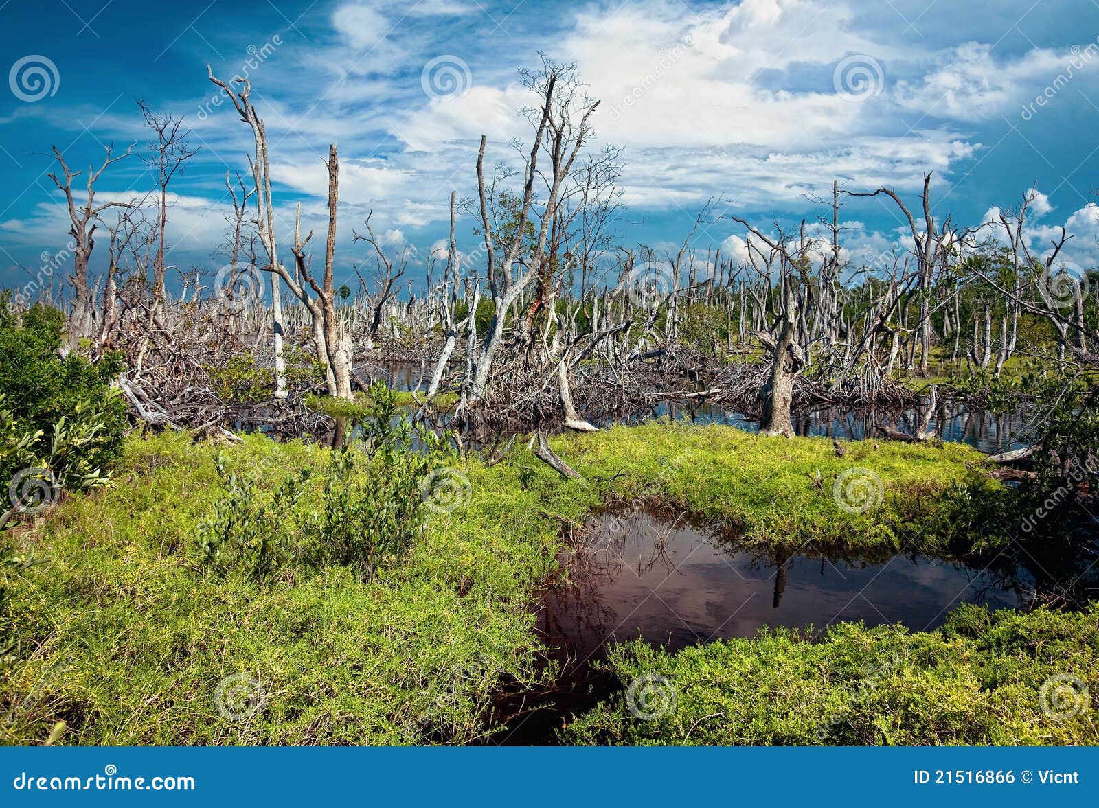 Flooding fores stock photo. Image of southeast, disaster - 21516866