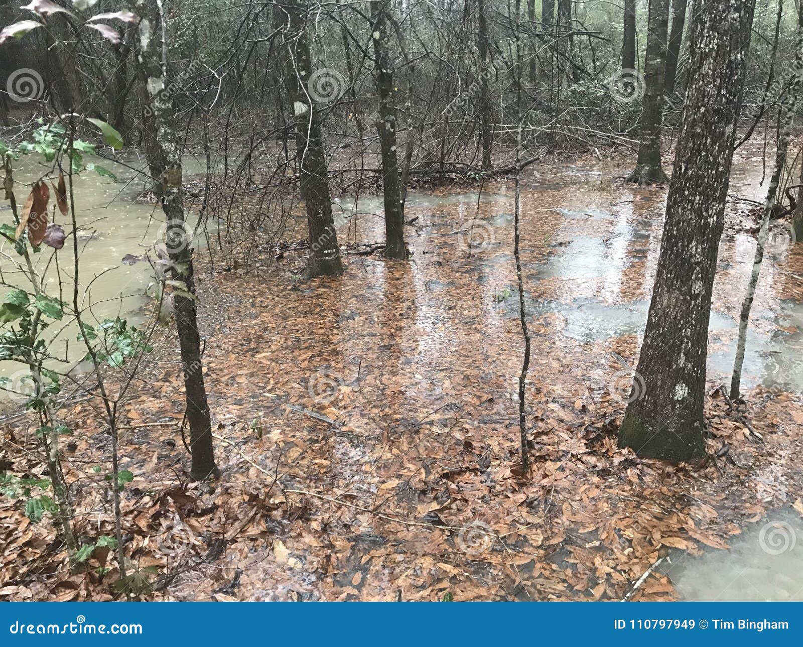 Flooding in the forest stock image. Image of tree, storming - 110797949
