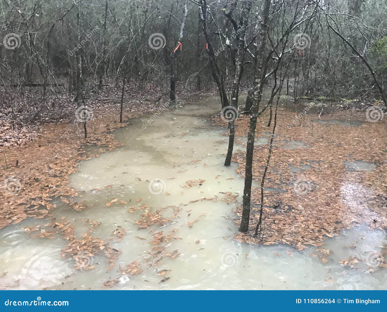Flooding in the forest stock photo. Image of flood, water - 110856264