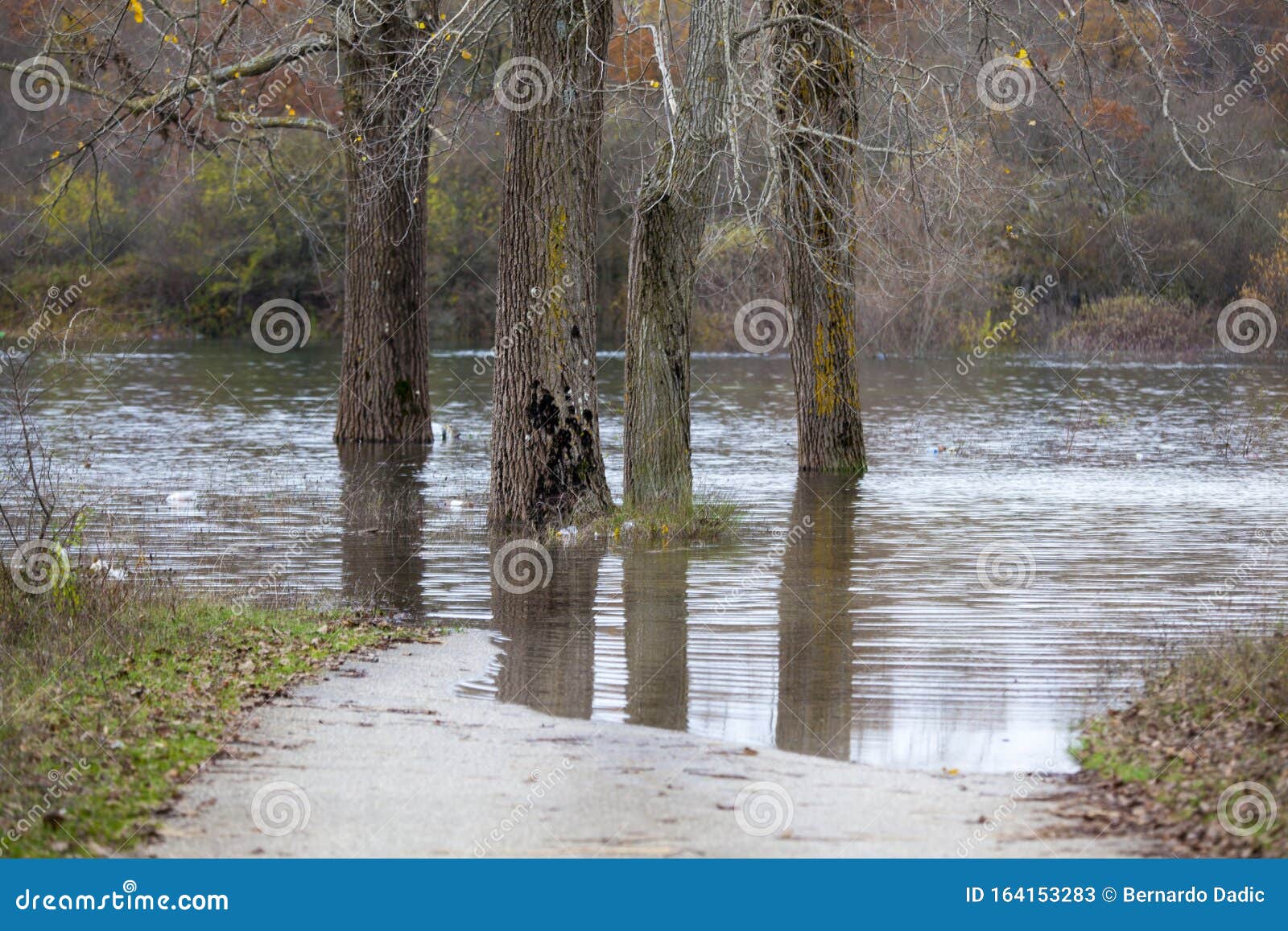 Flooding in the forest stock image. Image of flood, travel - 164153283