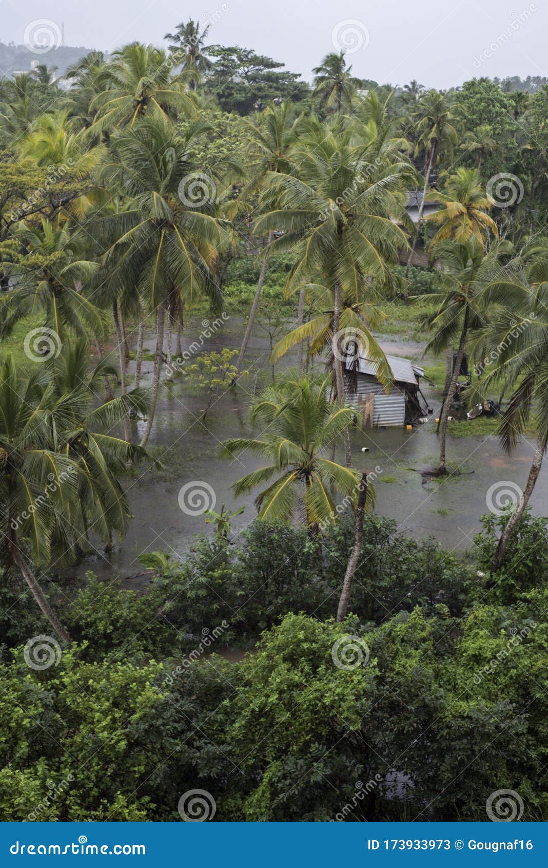 Flooding on a Small Patch of Land with Coconut Trees Stock Image ...