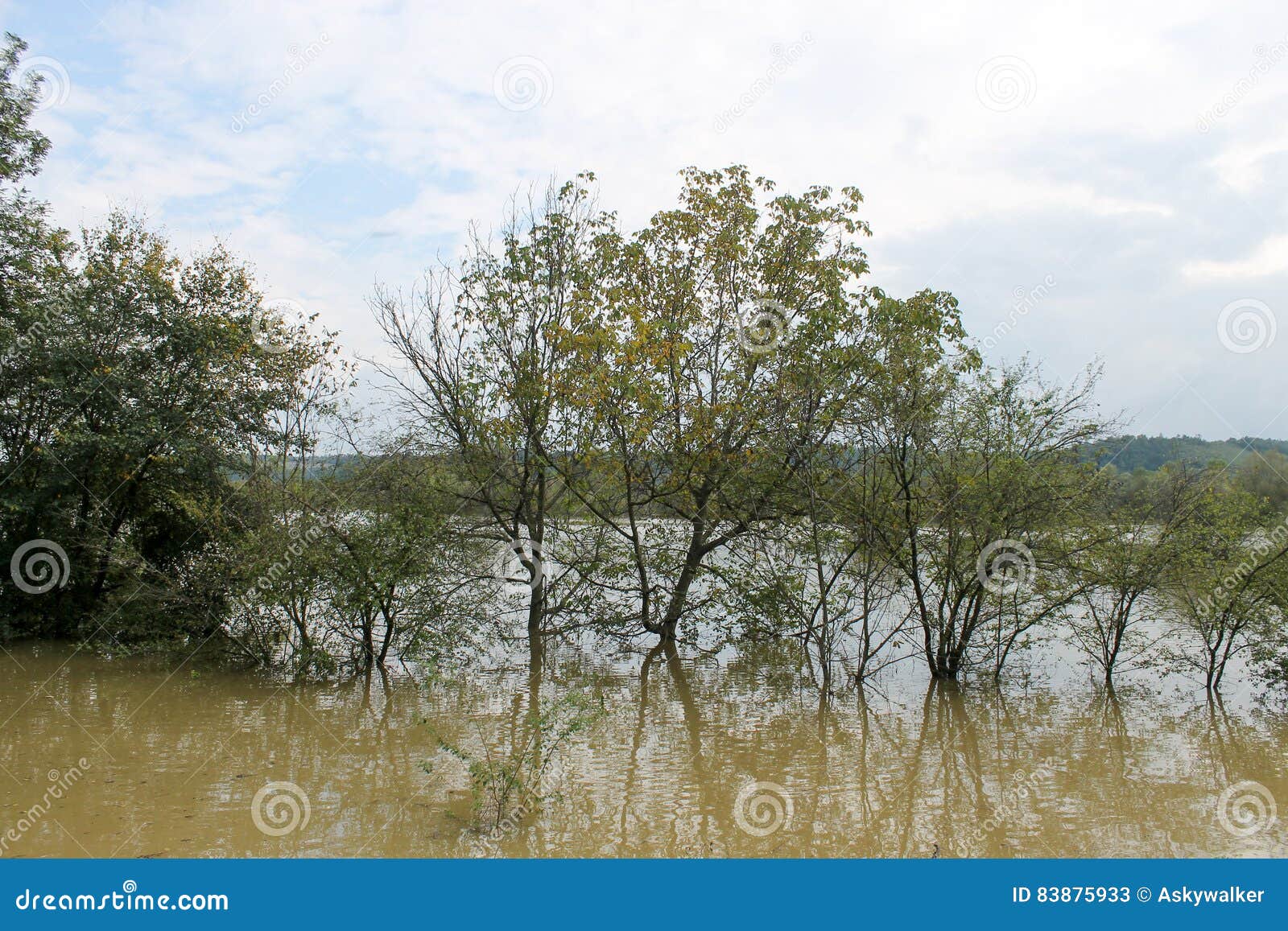 Flooding, Trees Caught in the Waterway Stock Image - Image of outdoor ...