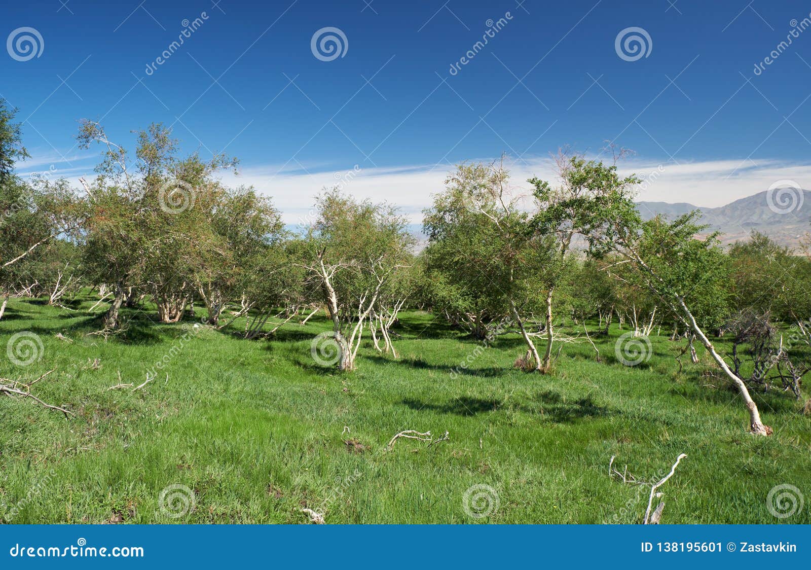 173 Aimak Stock Photos - Free & Royalty-Free Stock Photos from Dreamstime