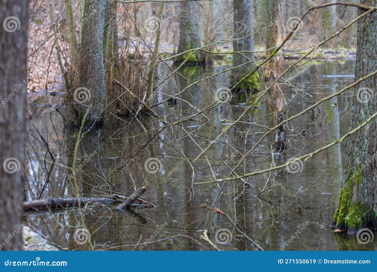 Floodplain Forest. Trees Growing in Water Stock Image - Image of plant ...