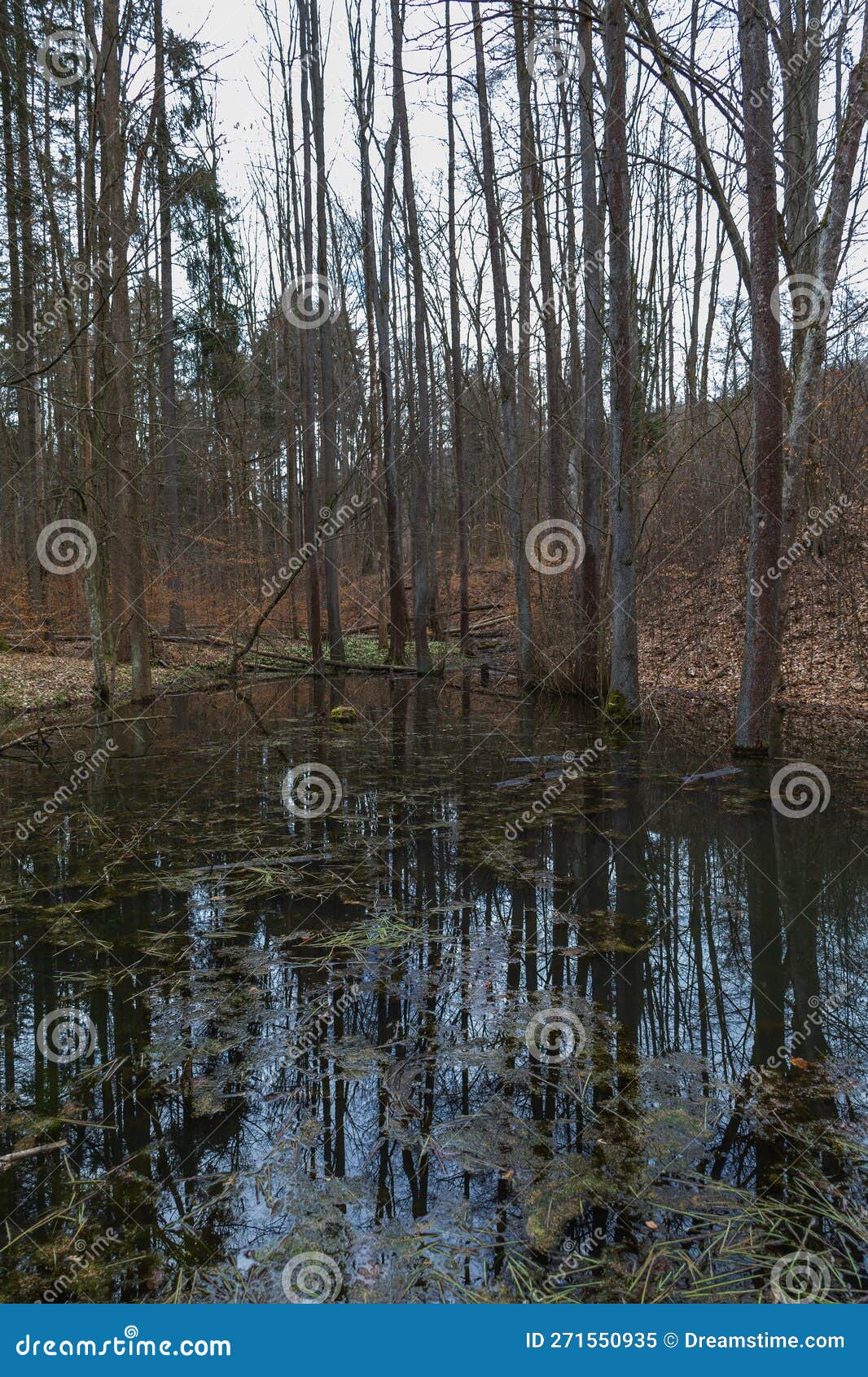 Floodplain Forest. Trees Growing in Water Stock Image - Image of ...