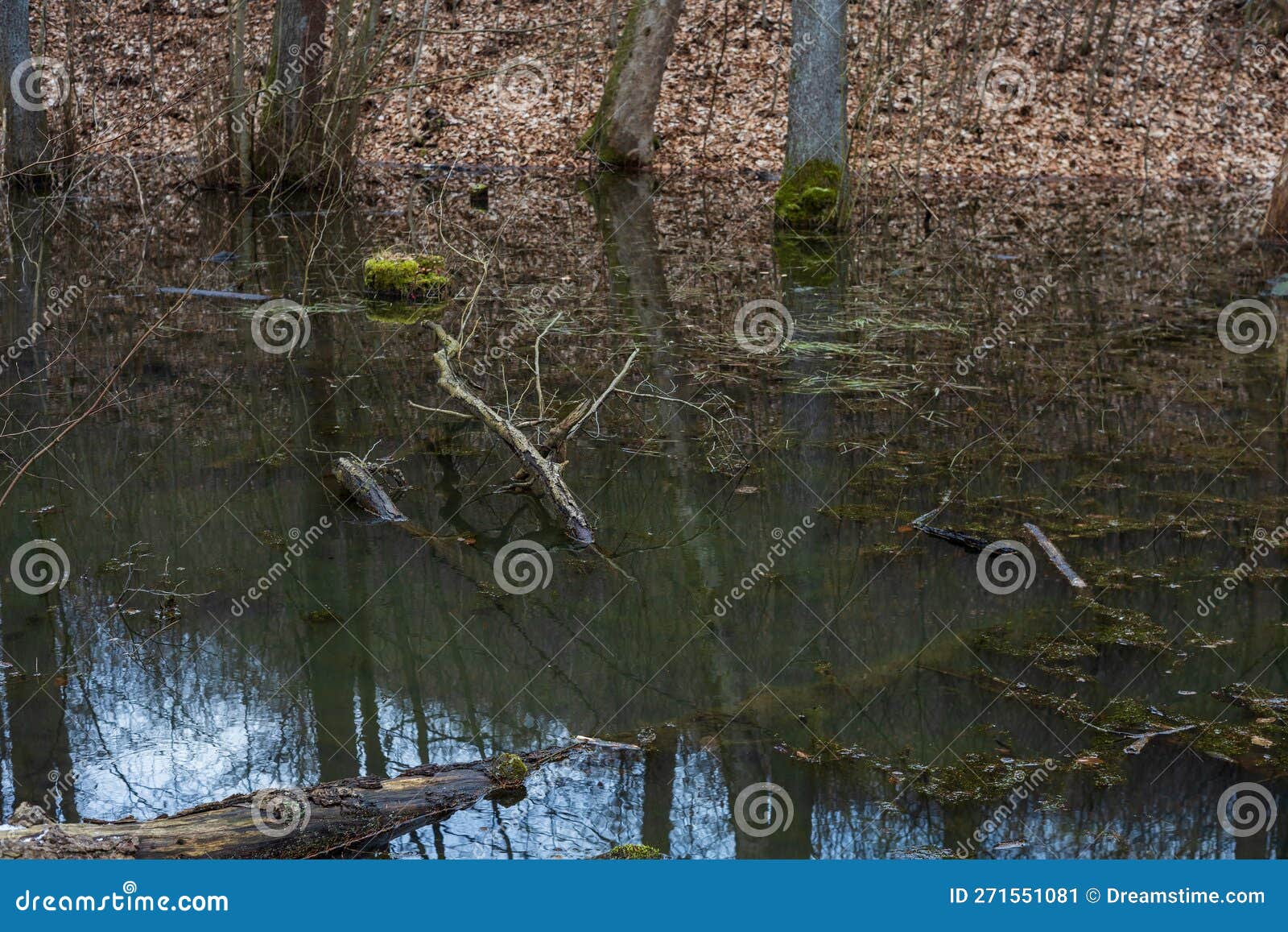 Floodplain Forest. Trees Growing in Water Stock Image - Image of river ...
