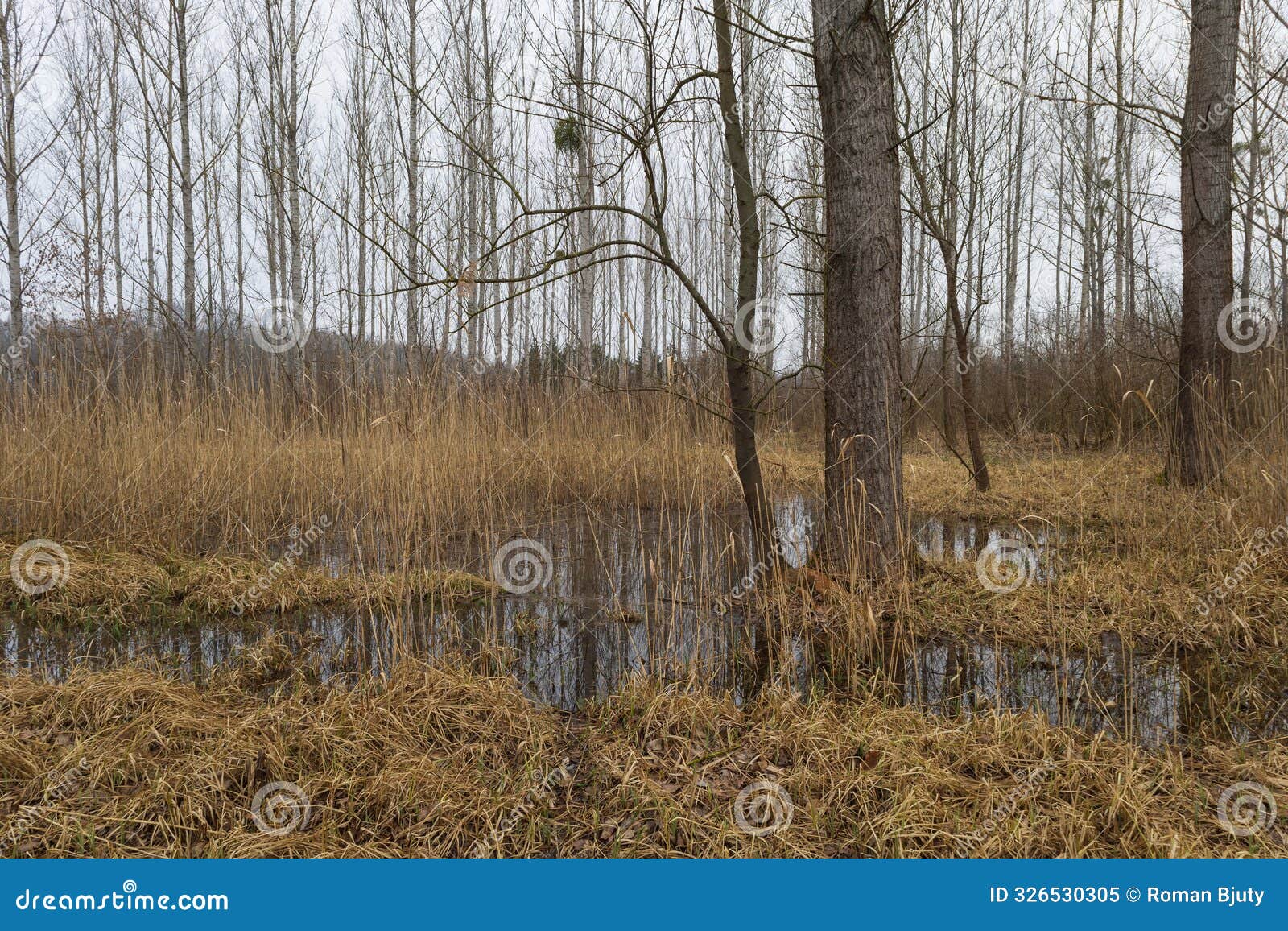 Floodplain Forest. Trees Growing in Water. Wild Nature Stock Image ...