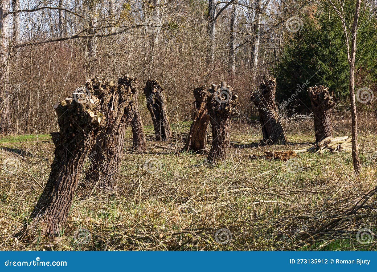 Floodplain Forest and Willow - Salix Caprea. Water Flows Around the ...