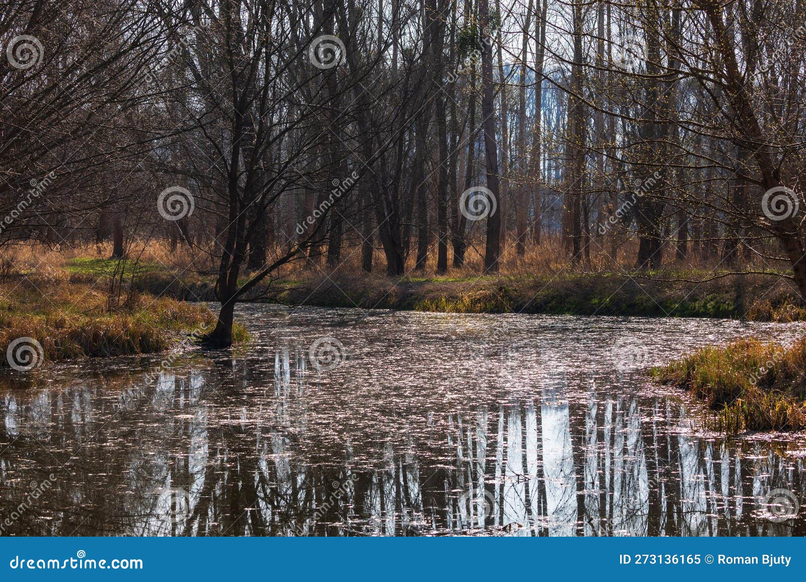Floodplain Forest and Willow - Salix Caprea. Water Flows Around the ...