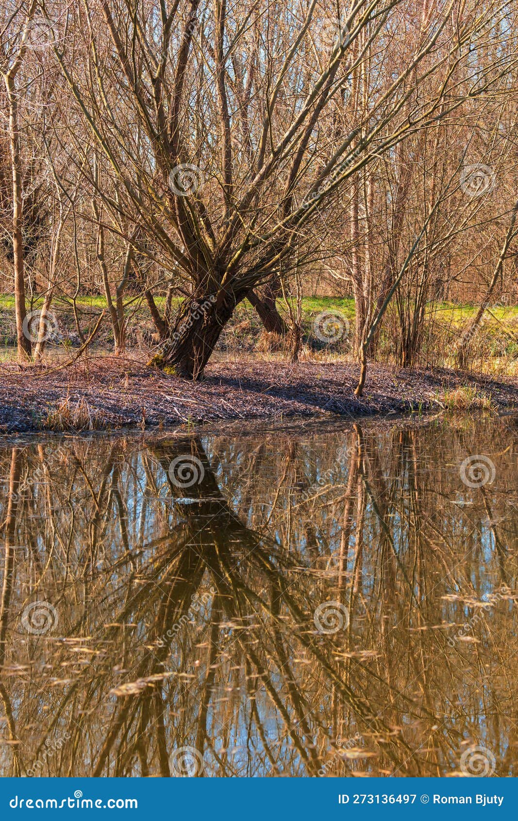 Floodplain Forest and Willow - Salix Caprea. Water Flows Around the ...