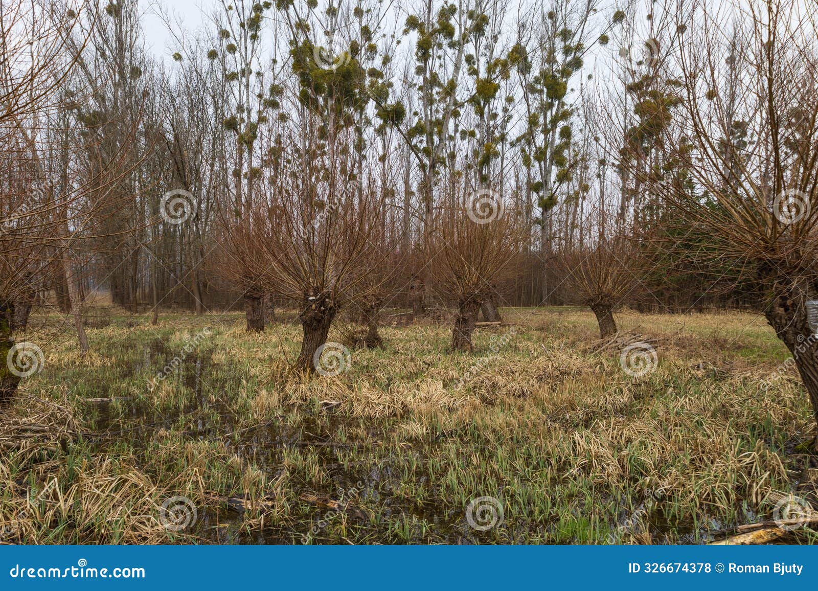 Floodplain Forest and Willow - Salix Caprea. Water Flows Around the ...